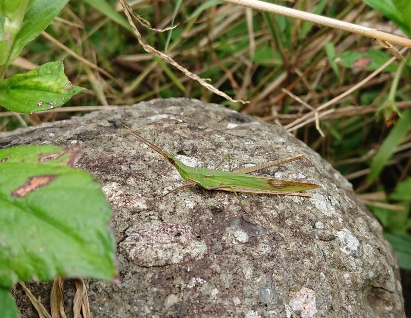 Grasshopper a Type of Tropical Insect in the Rainy Season Stock Photo ...