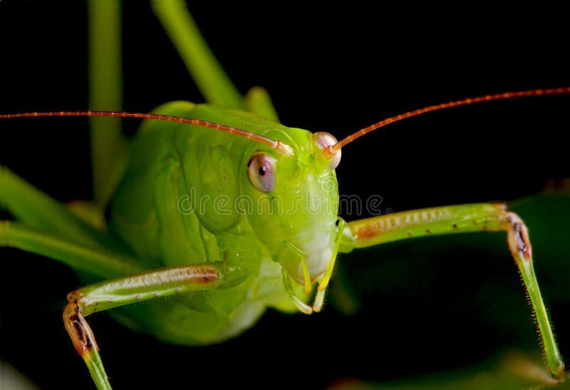 Grasshopper Up Close stock image. Image of eyes, forest - 23760211