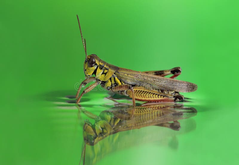 Grasshopper Upfloat Stock Photos - Free & Royalty-Free Stock Photos ...