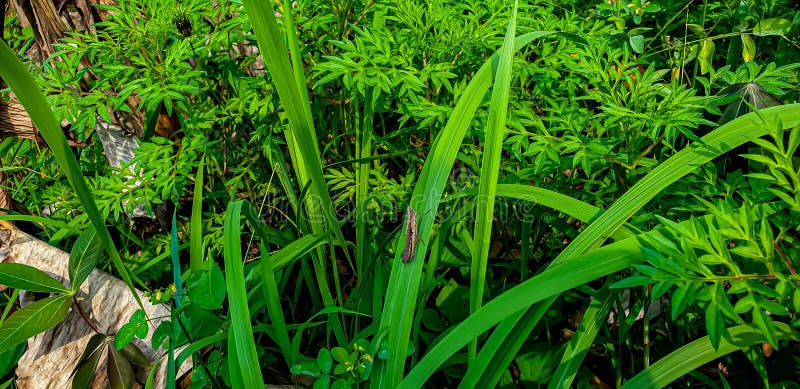 Grasshopper Valanga on a Tree Branch Stock Photo - Image of grasshopper ...