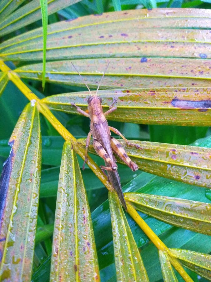 Grasshopper Walking the Leaf after Rain Stock Photo - Image of yellow ...