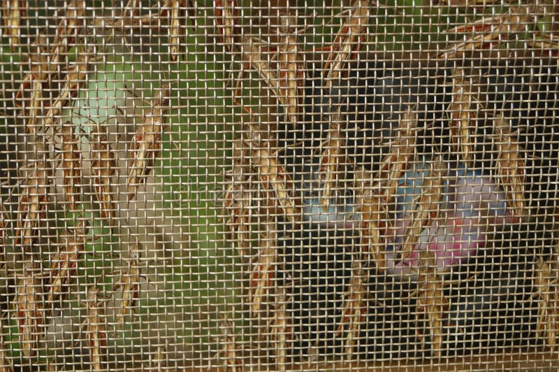 The grasshopper stock photo. Image of activities, insects - 61747778