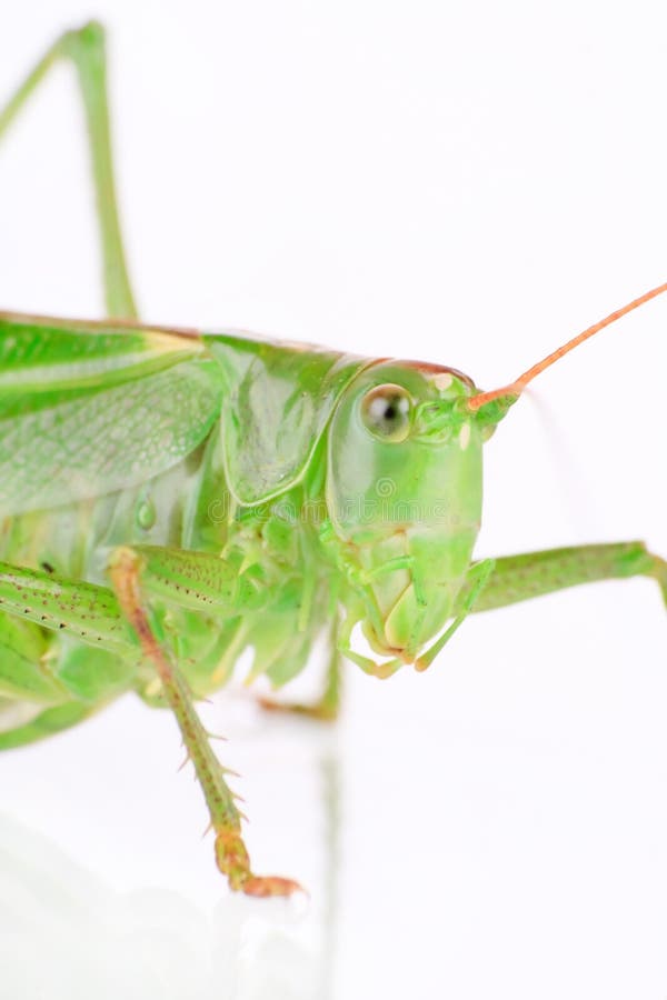 Grasshopper on the white stock image. Image of feeler - 16001785