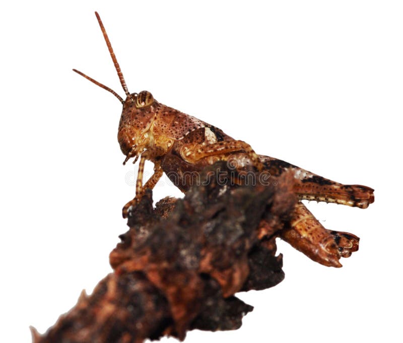 Grasshopper on White stock image. Image of wildlife, spot - 27180921