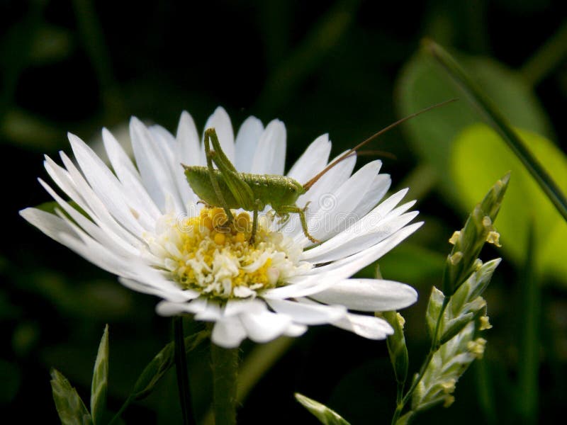 Grasshopper on a White Flower Stock Photo - Image of detail, flower ...