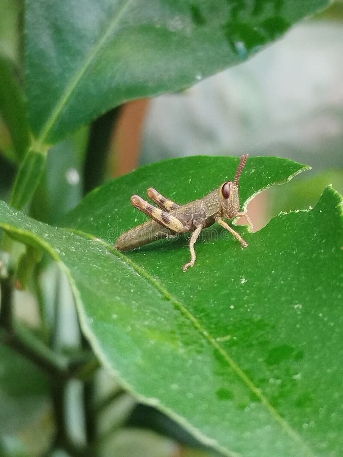 Grasshopper eating leaves stock photo. Image of insect - 278882168