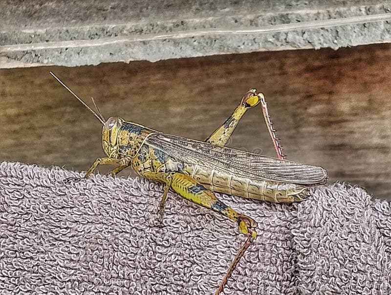 Grasshopper in wild stock image. Image of grasshopper - 362262295