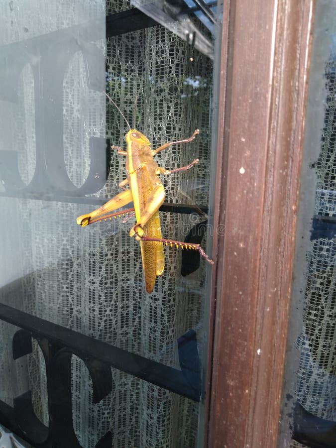 Grasshopper stock image. Image of leaf, wood, iron, vehicle - 222517081