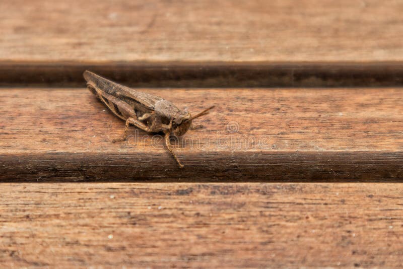 Grasshopper on a Board in a Square. Stock Image - Image of morning ...