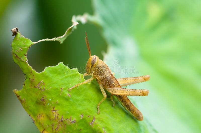 Grasshopper stock photo. Image of garden, nature, color - 31157972