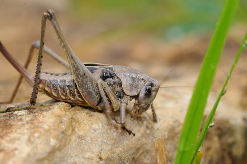 Grasshoppers stock photo. Image of antenna, wildlife - 24001880