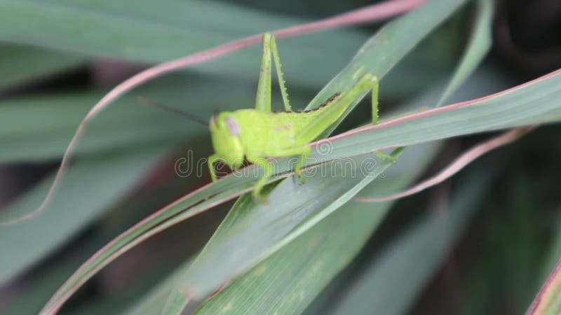 The Grasshopper is Sunbathing Stock Video - Video of flower, sunbathing ...
