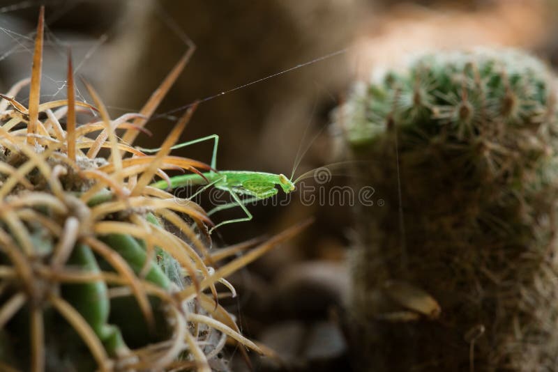 Grasshoppers on the Cactus with Spikes To Hide Danger Stock Photo ...