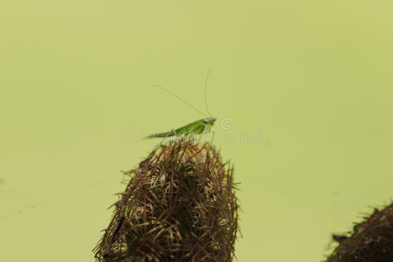 Grasshoppers on the Cactus with Spikes To Hide Danger Stock Photo ...