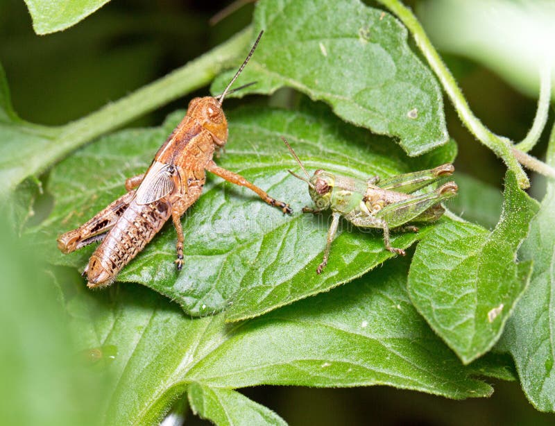 Grasshoppers - close up stock photo. Image of macro, grasshopper - 72271806