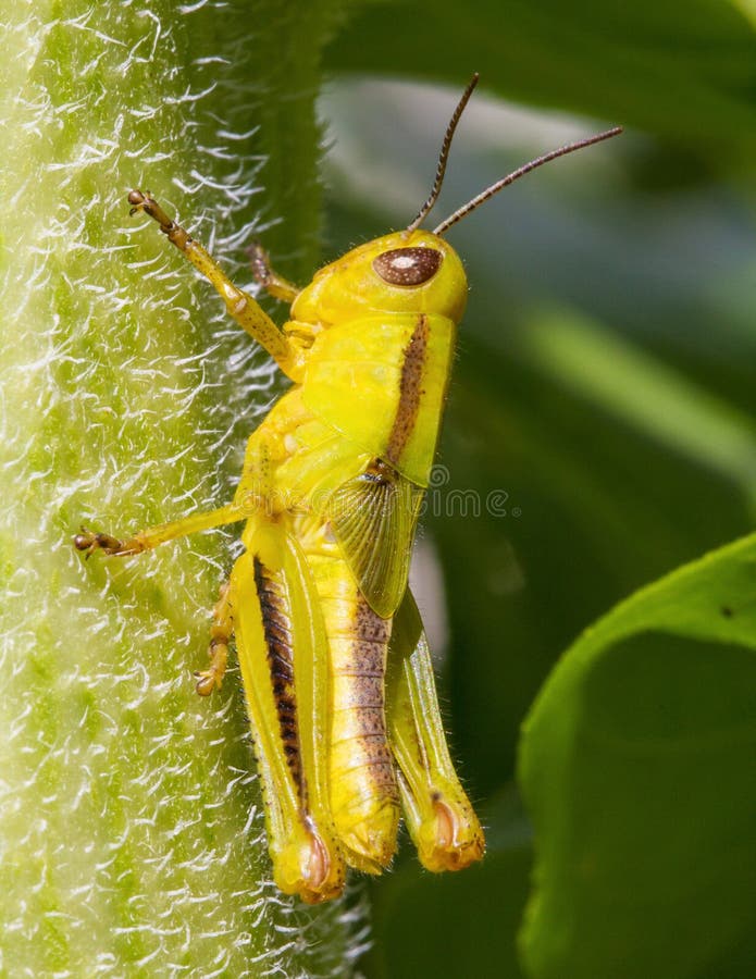 Grasshoppers - close up stock photo. Image of macro, antenna - 72271822
