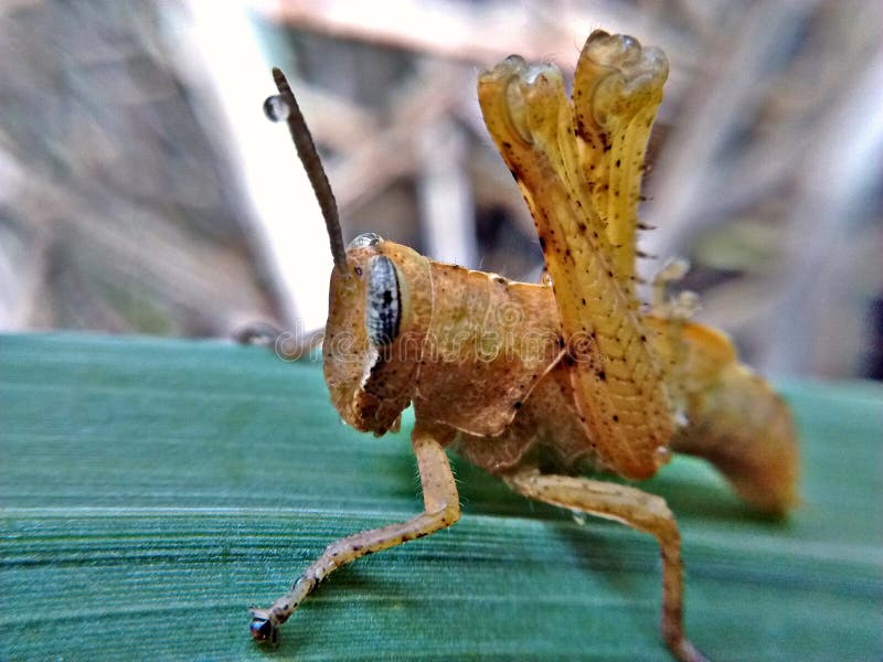 Grasshoppers stock photo. Image of yellow, pests, grasshoppers - 95838040