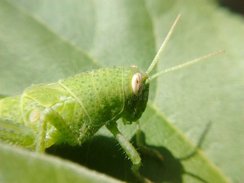 Grasshoppers stock photo. Image of crop, locust, insect - 95838616