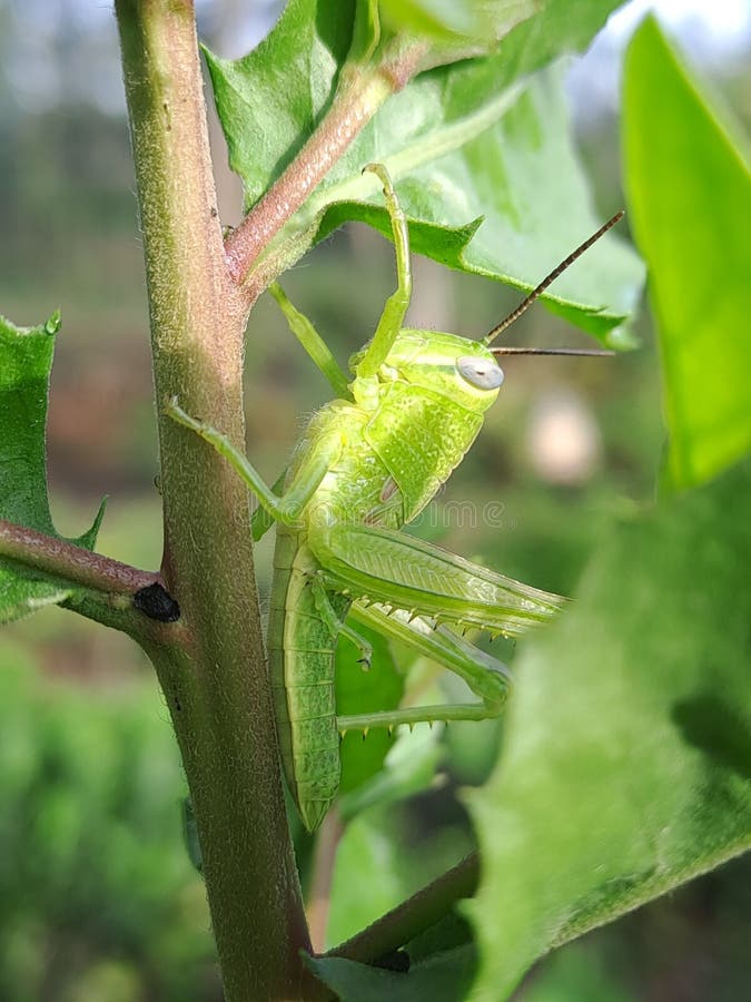 Grasshoppers are Eating Leaves in Spring Stock Image - Image of eating ...