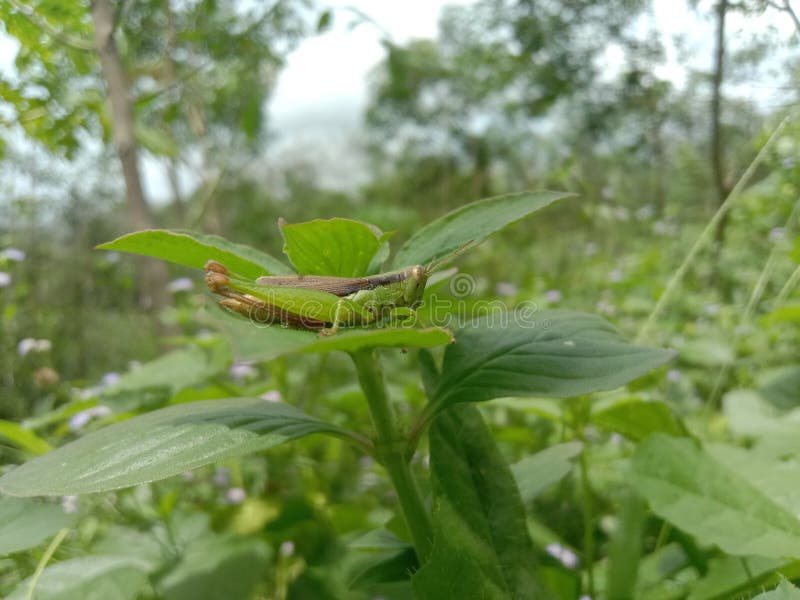 Grasshoppers are Herbivorous Insects from & X28;subordeo Caelifera& X29 ...
