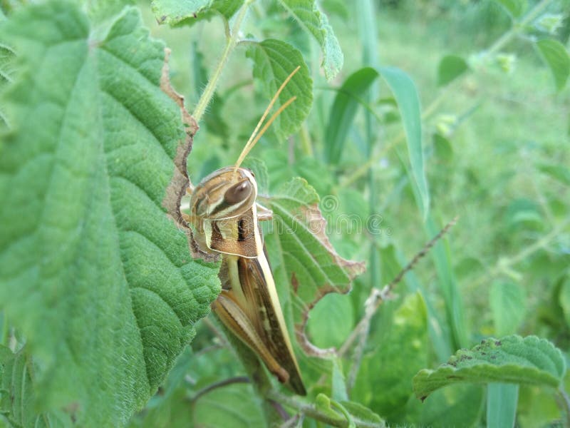 Grasshoppers are Herbivorous Insects from the Suborder Caelifera in the ...