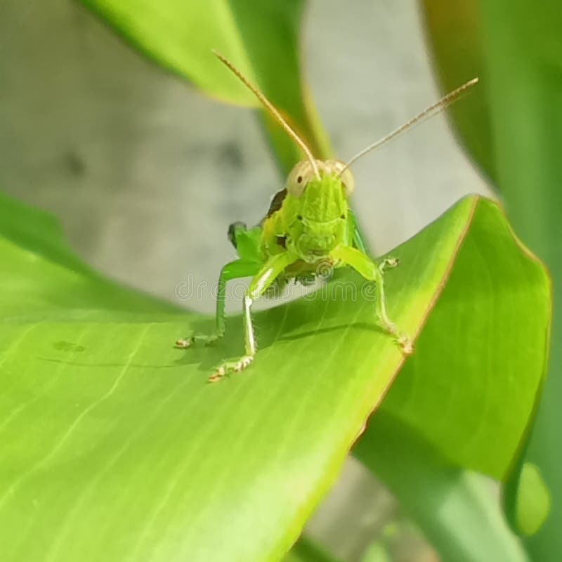 Grasshoppers are Herbivorous Insects from the Suborder Caelifera the ...