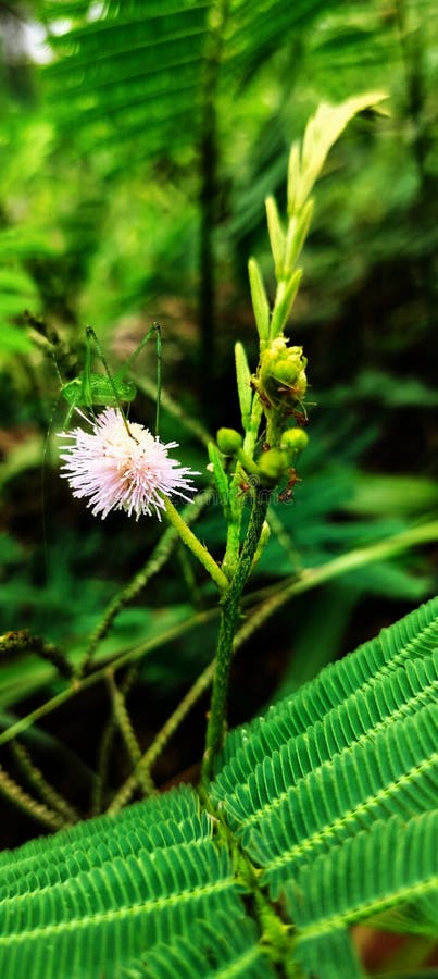 Grasshoppers and Insects are Hunting for the Nectar of Flower Magnates ...