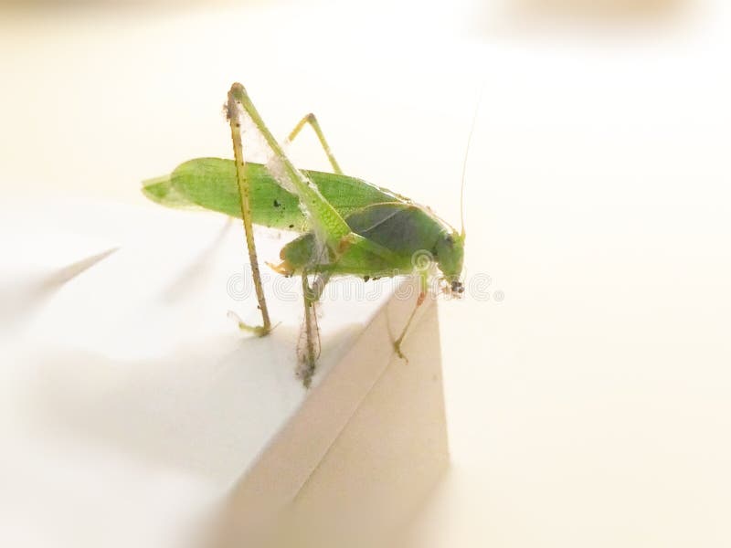 Grasshoppers stock image. Image of grasshoppers, order - 108891691