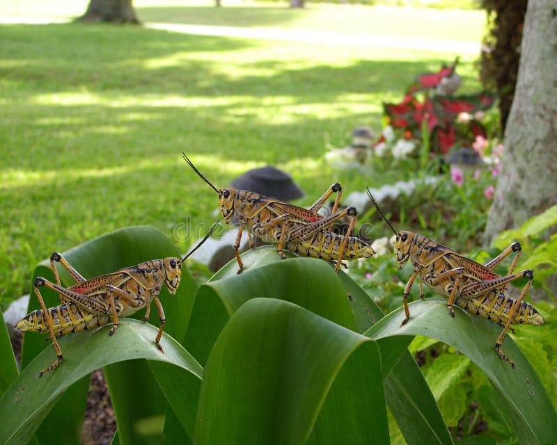 Grasshoppers large 3 stock image. Image of feelers, lubber - 14997365