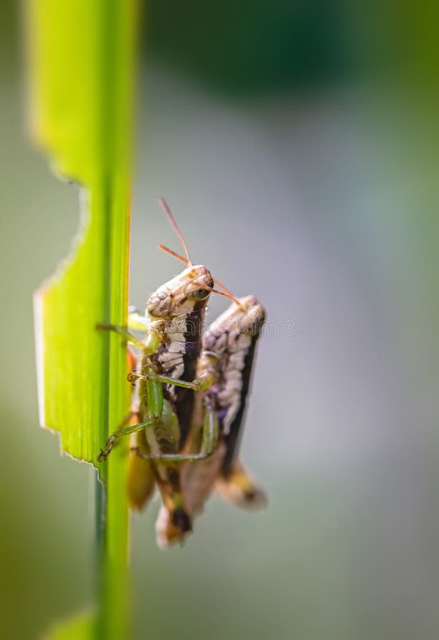 Grasshoppers on Leaves are Mating. Stock Photo - Image of creature ...