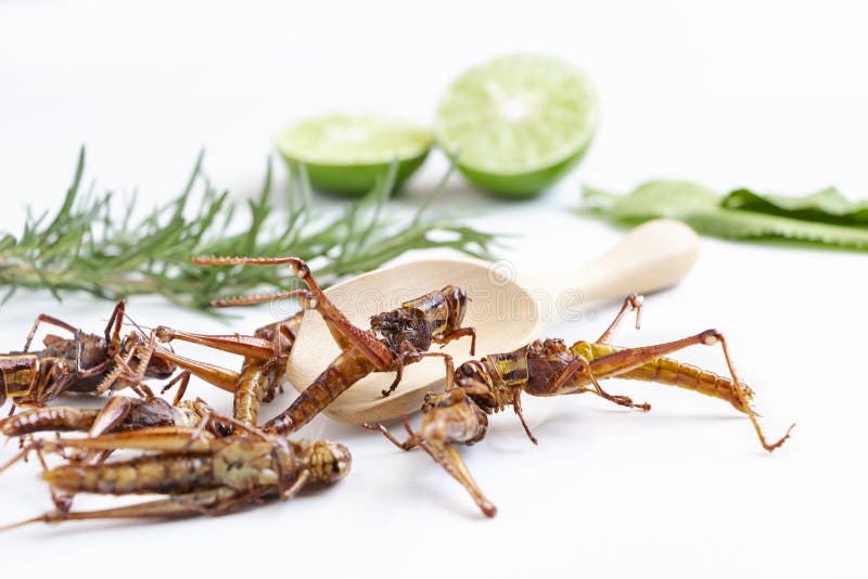 Grasshoppers or Locust on the White Table. the Concept of Protein Food ...
