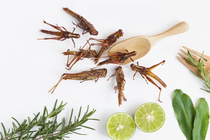 Grasshoppers or Locust on the White Table. the Concept of Protein Food ...