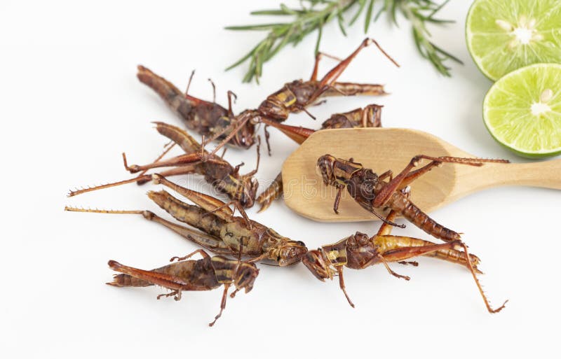 Grasshoppers or Locust on the White Table. the Concept of Protein Food ...
