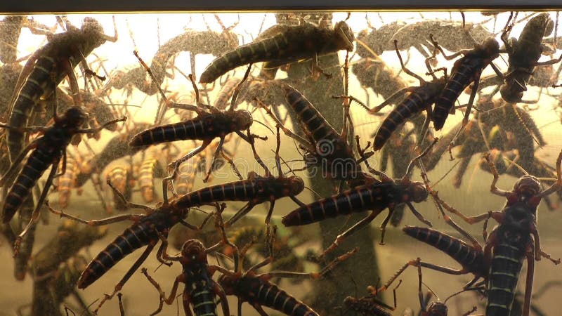 Grasshoppers stock footage. Video of indoors, cuisine - 43375120