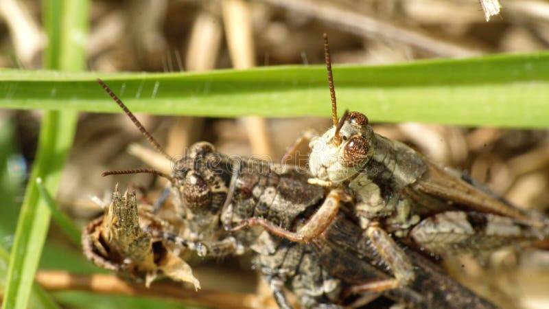 Grasshoppers Mating in the Grass Stock Image - Image of reproduction ...