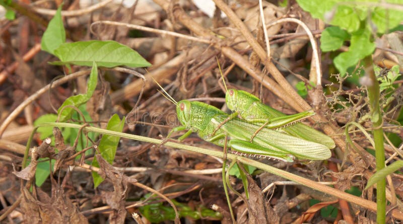 Grasshoppers mating stock image. Image of mating, orthoptera - 209843915