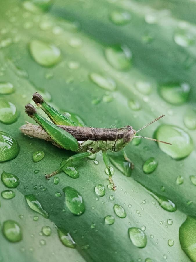 Grasshoppers and Morning Dew Stock Photo - Image of perch, morning: 356839774