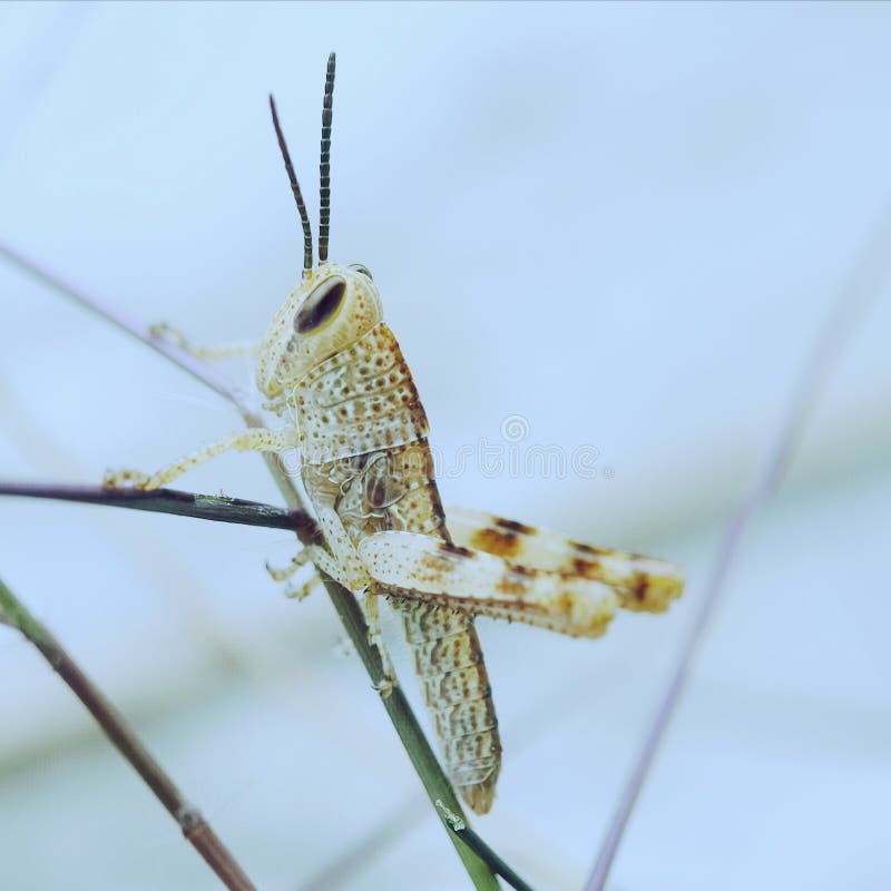 This is a Beautiful Locust Insect Stock Image - Image of wing, moth ...