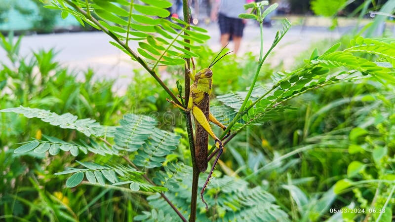 Grasshoppers Perched on the Branches of the Lontoro Tree Stock Image ...