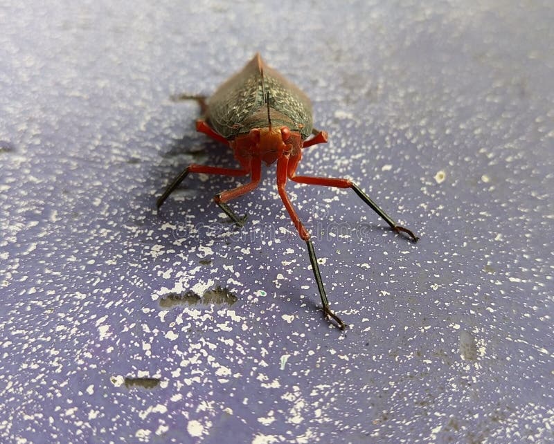 Grasshoppers stock image. Image of grasshoppers, hopper - 132928617