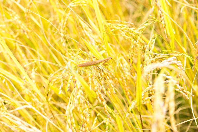 Grasshoppers in Rice Fields on Top of Spike Stock Photo - Image of ...