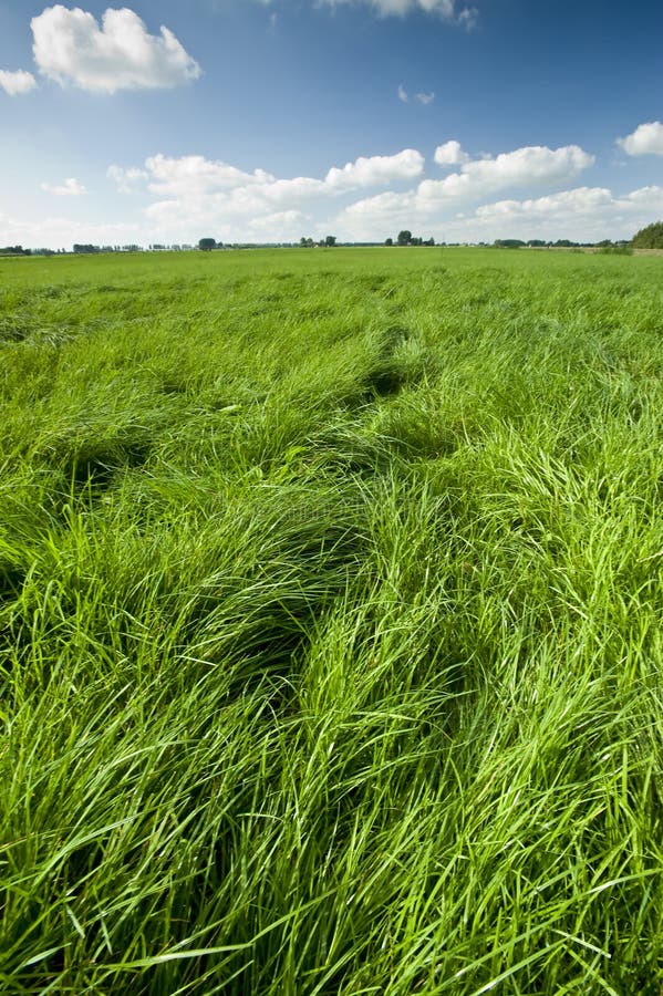 Grassland stock photo. Image of summer, clouds, vertical - 10760524