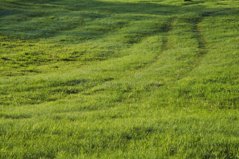 Spring grassland stock photo. Image of plant, spring, hill - 716440