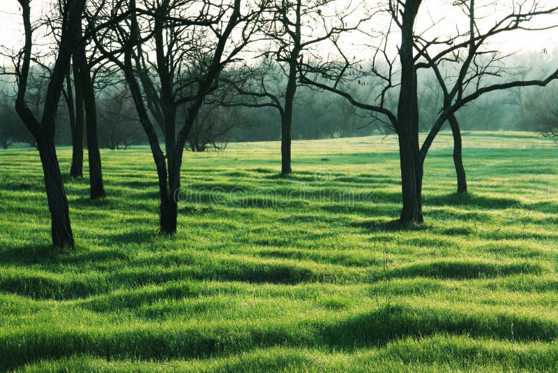 Spring grassland stock photo. Image of plant, spring, hill - 716440
