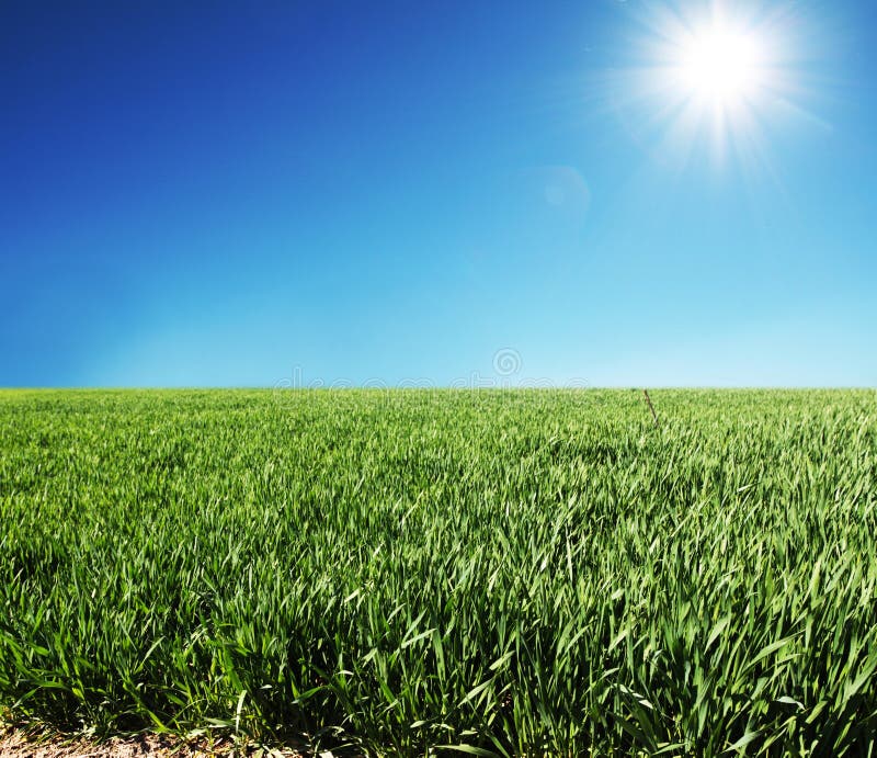 Grassland stock image. Image of mountains, rural, flower - 54171525