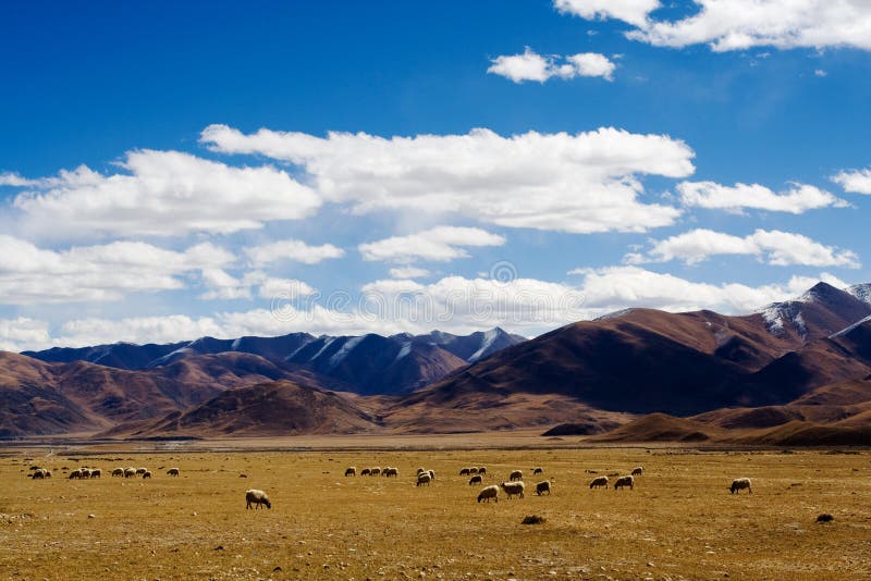 Grassland stock image. Image of clouds, nice, highland - 7479559
