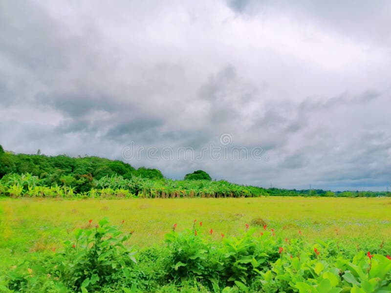 Grassland with Banana Trees and Mango Trees Afar Stock Image - Image of ...