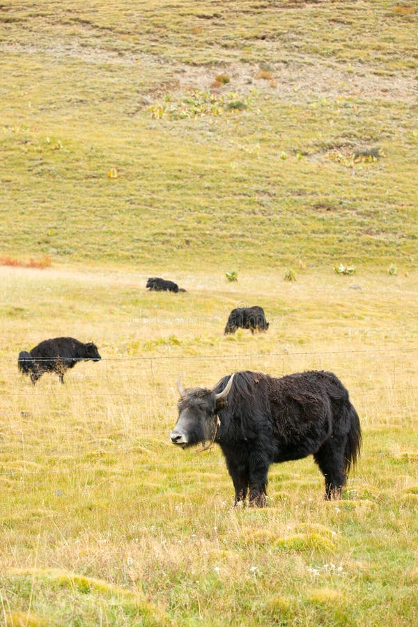 Grassland with black yark stock image. Image of mountains - 21535571