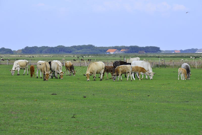 Grassland with cows Texel stock photo. Image of outdoor - 103858766