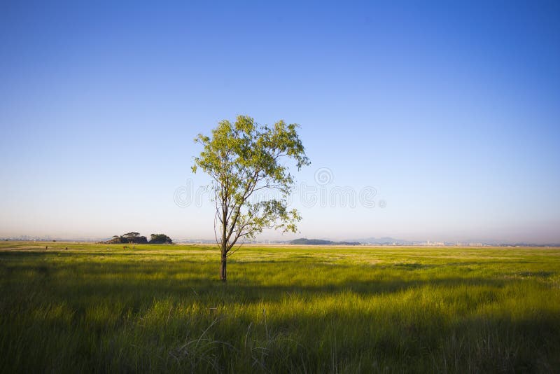 Field, Grassland, Ecosystem, Plain Picture. Image: 110614708